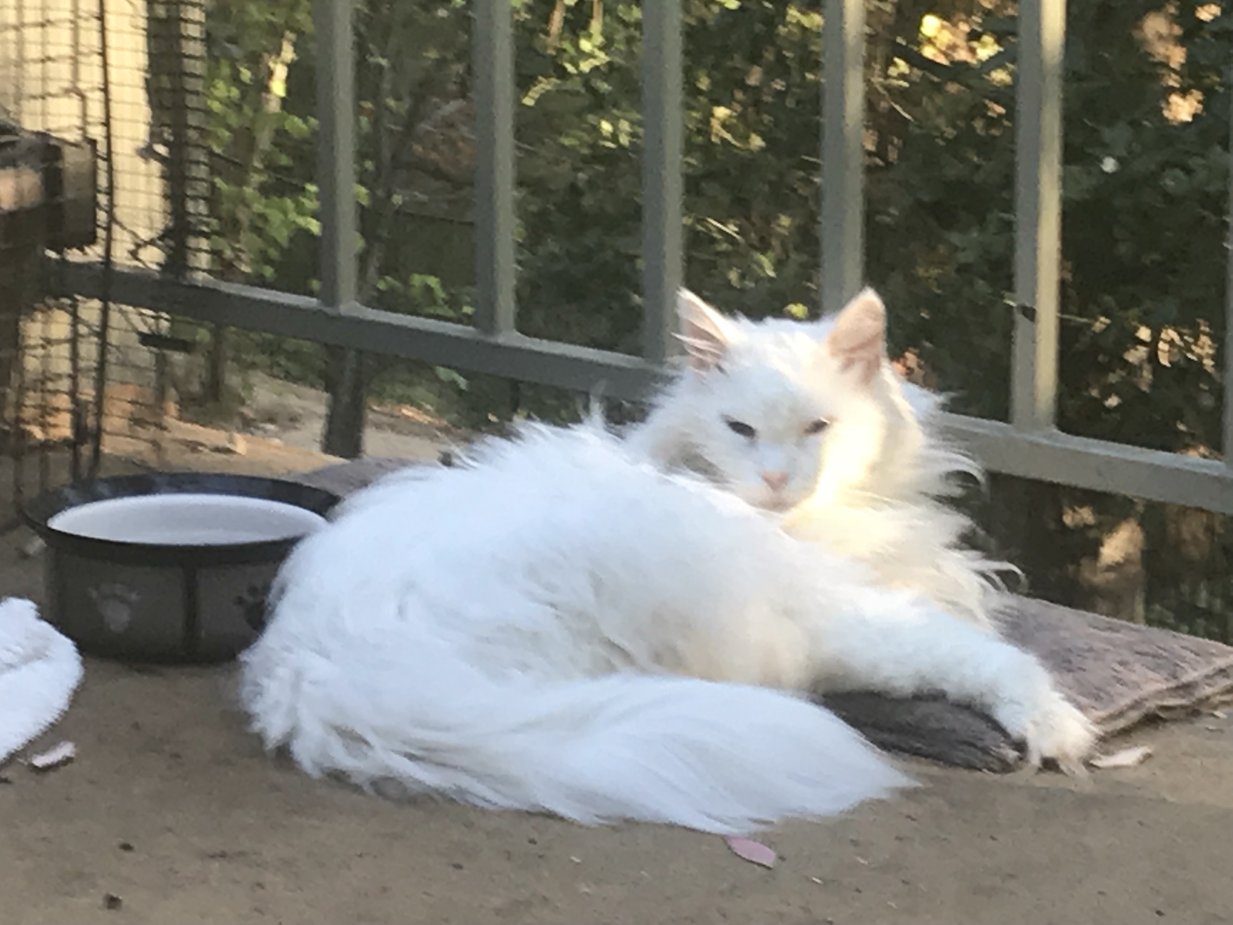 My beloved Tally has passed on…Camelot Cat | PROJECT CAMELOT PORTAL